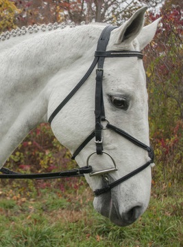 JUMPER/EVENTING BRIDLES