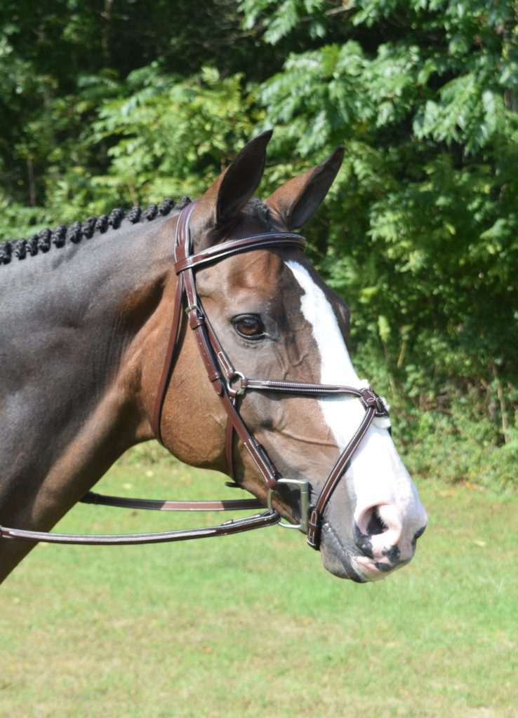 JUMPER & EVENTING BRIDLES