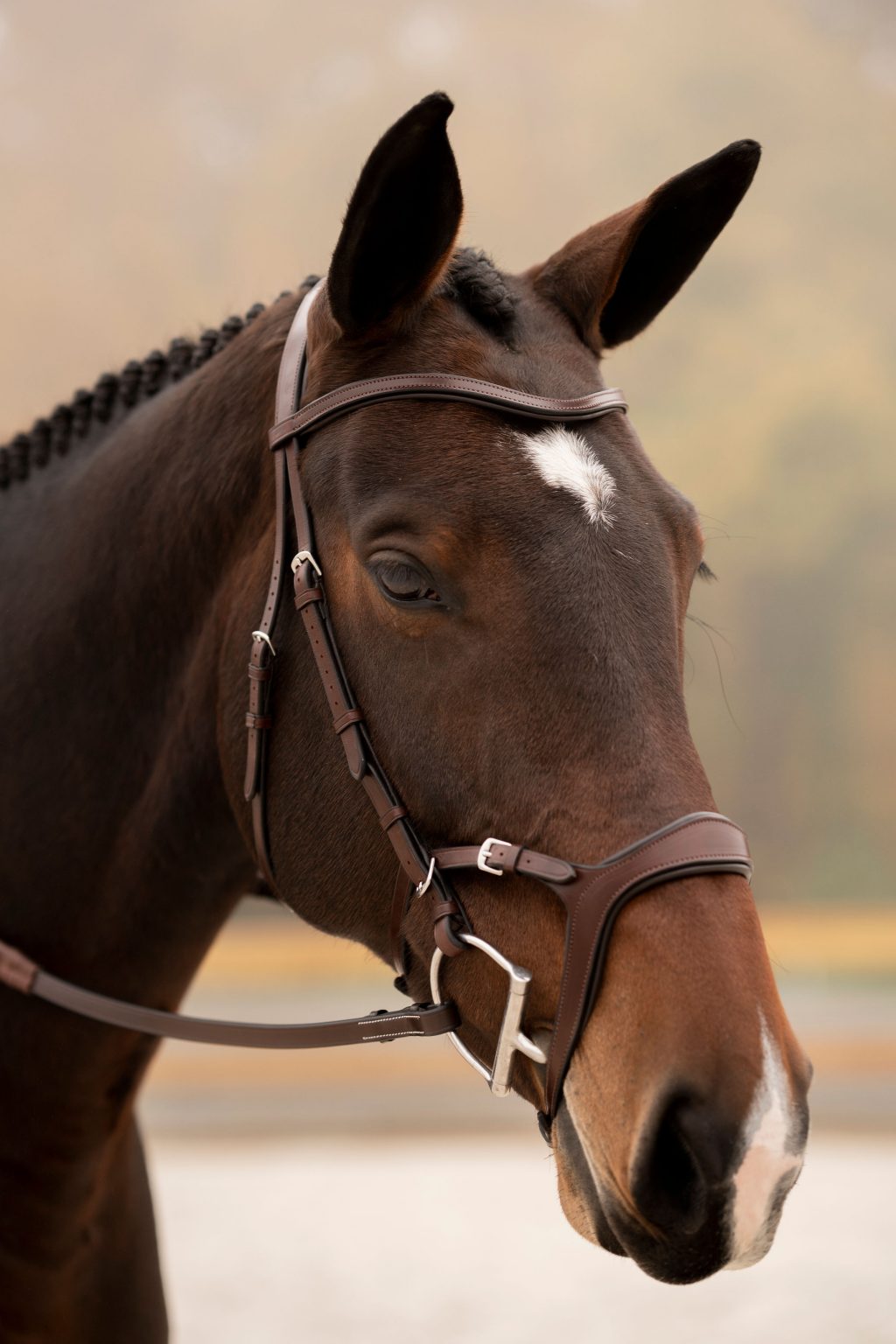 JUMPER & EVENTING BRIDLES