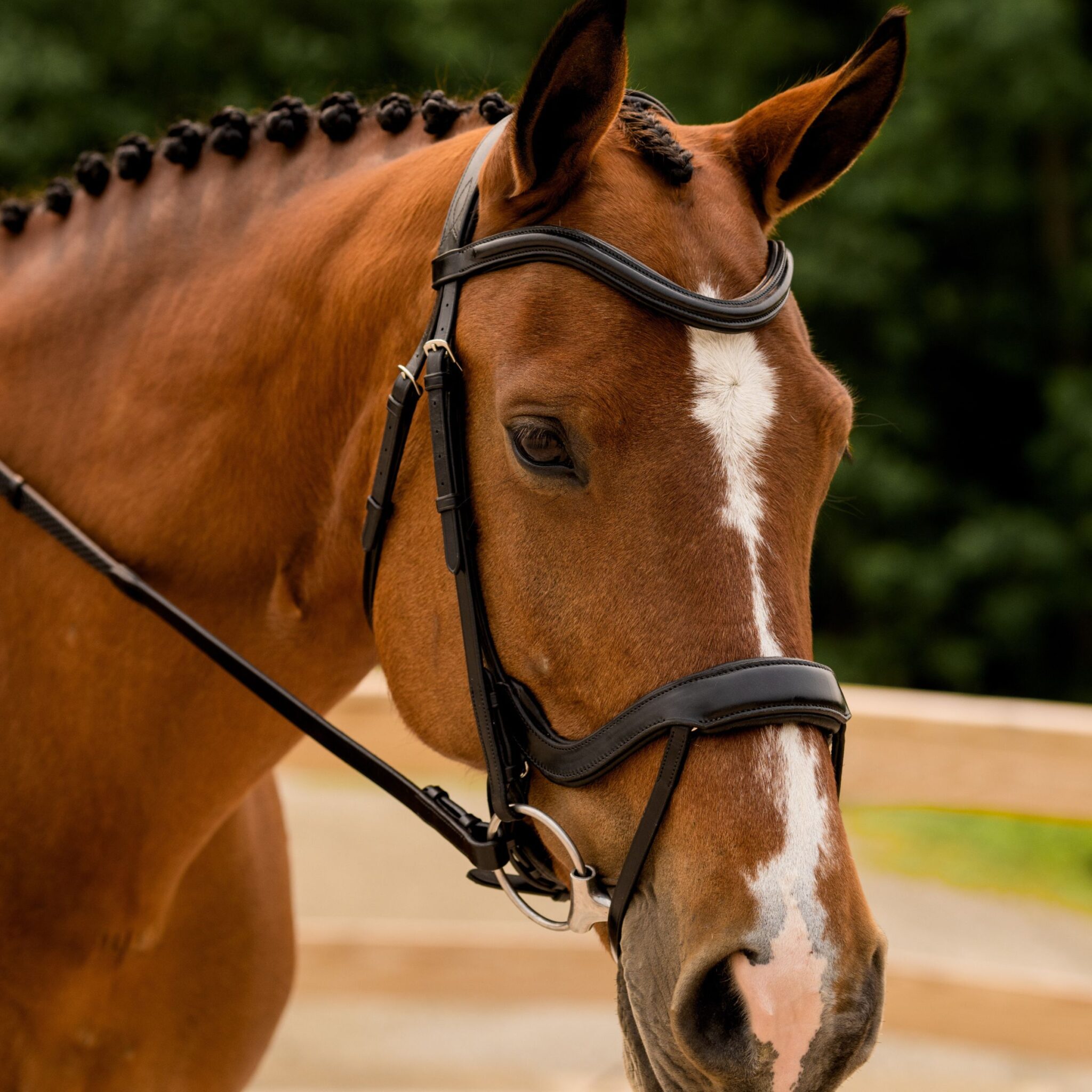 DRESSAGE BRIDLES