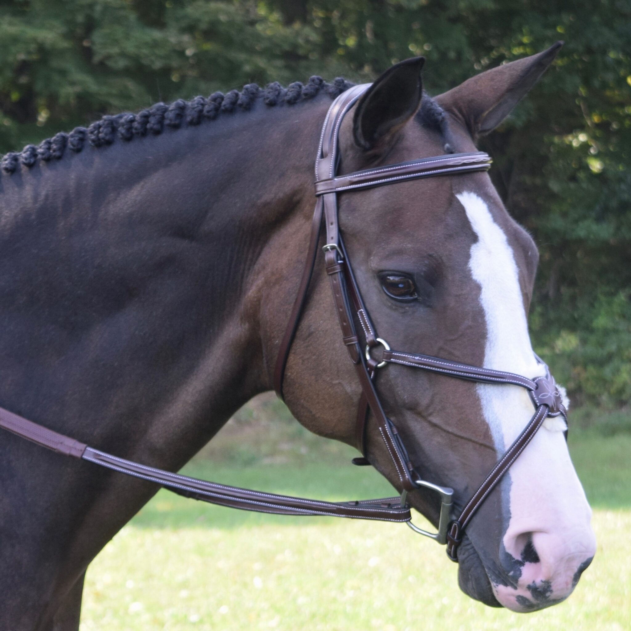 JUMPER & EVENTING BRIDLES