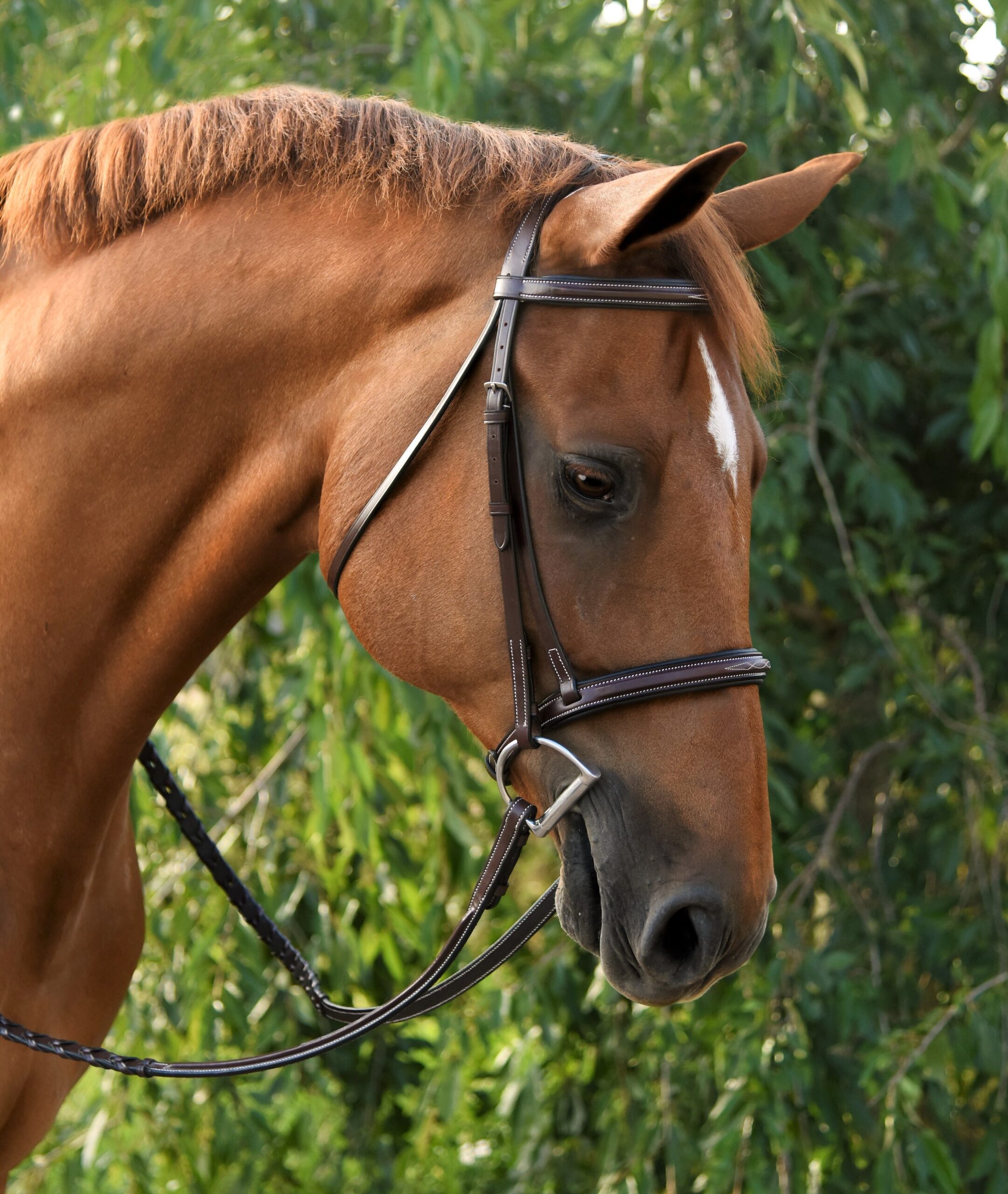 HUNTER BRIDLES