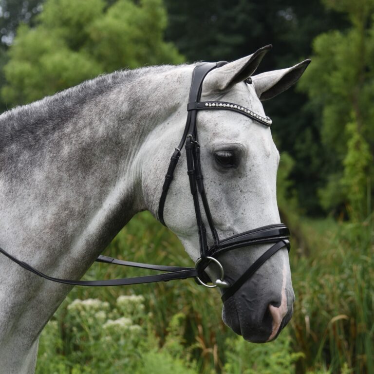 DRESSAGE BRIDLES