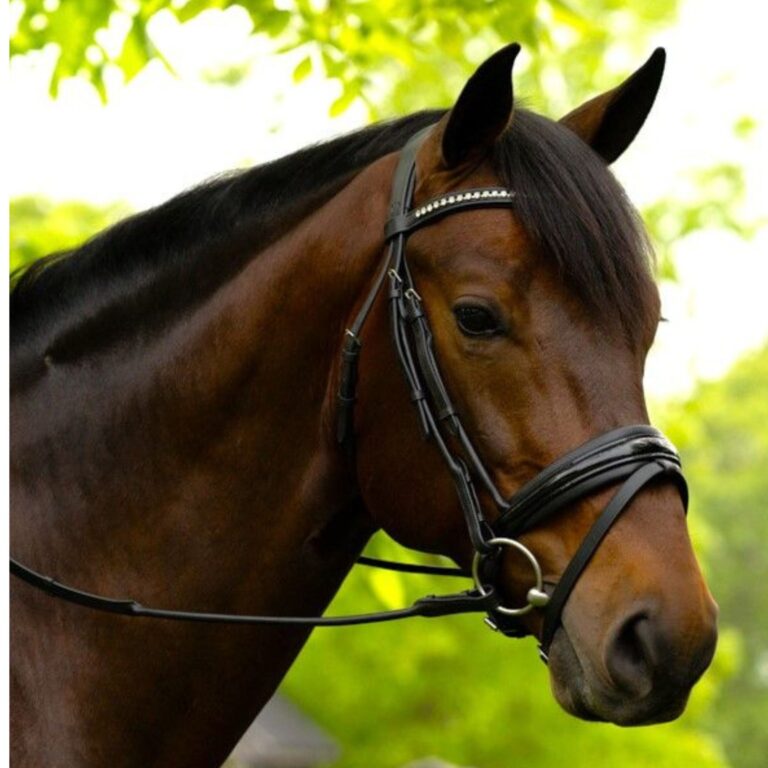 DRESSAGE BRIDLES
