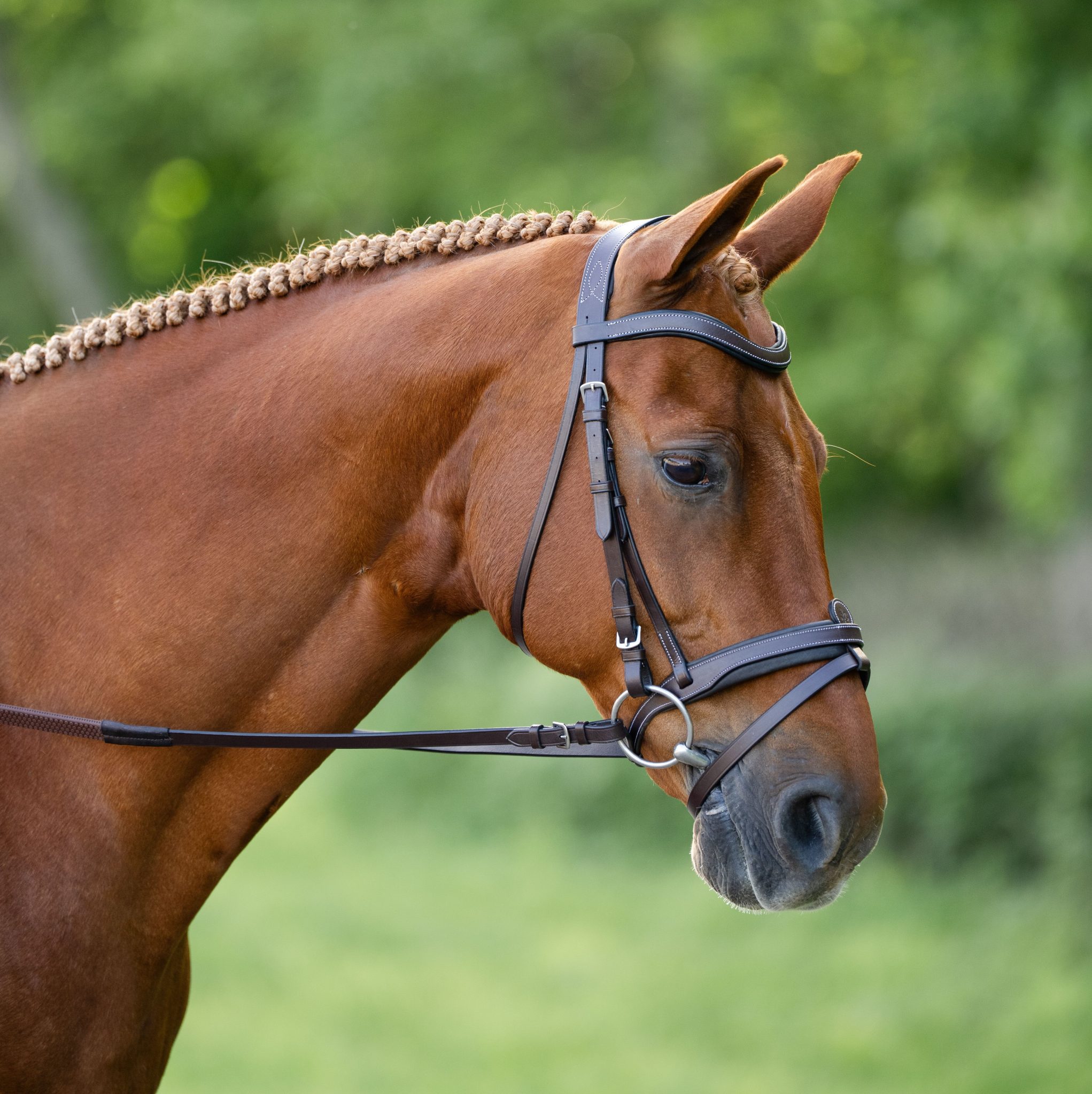 JUMPER & EVENTING BRIDLES